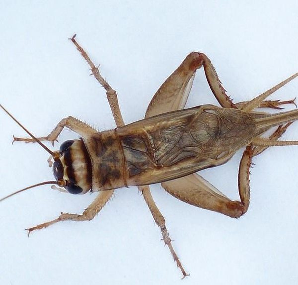 Real Crickets, Fake News — Strategic Culture