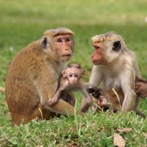 100,000 Sri Lankan Monkeys Threaten the Yankee Dollar — Strategic Culture