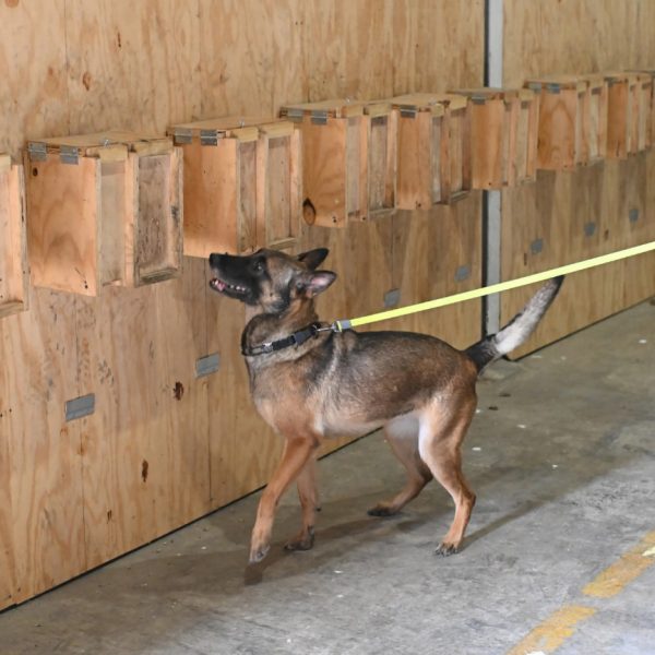 Drug-sniffing police dogs are intercepting abortion pills in the mail ...